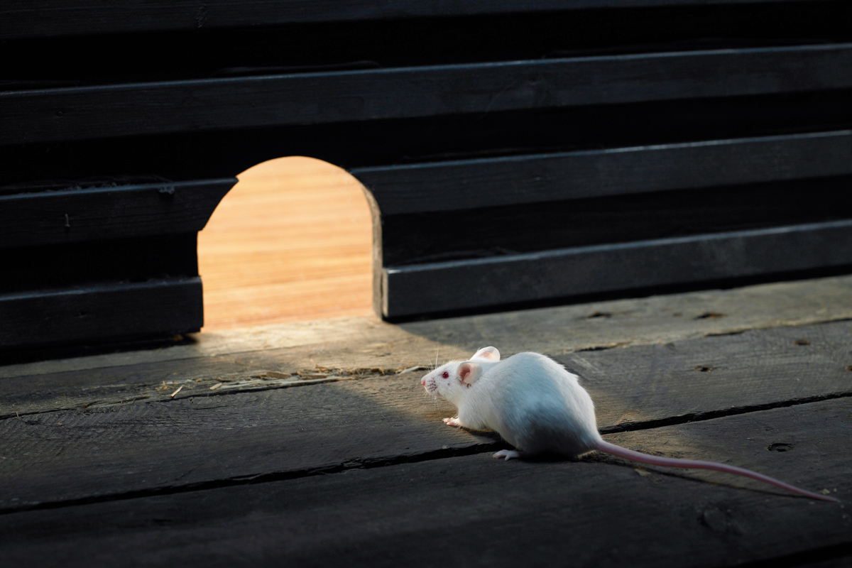 Science’s Next Frontier Is Rat Birth Control - Feeding Curiosity
